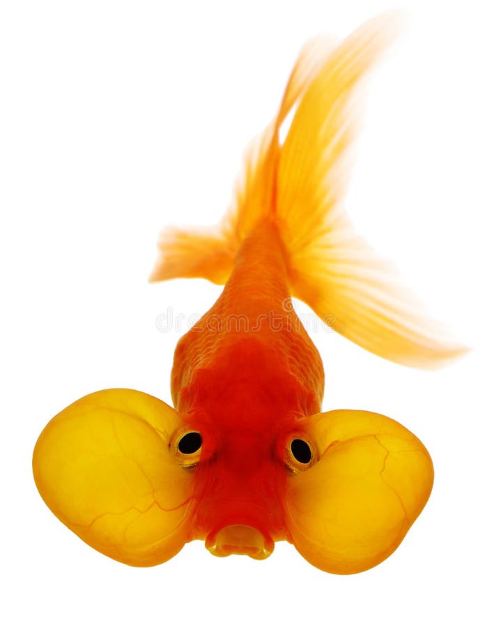 Bubble Eye Goldfish stock photo. Image of single, gold - 191801552