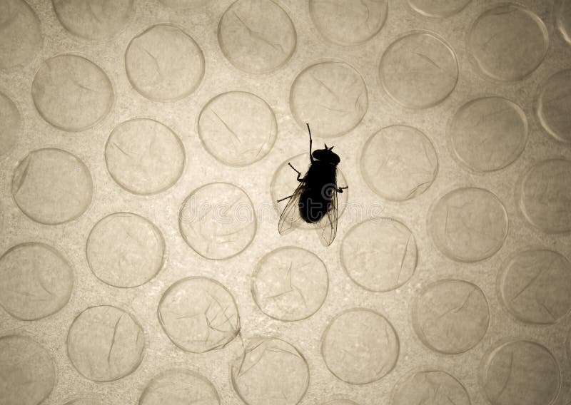 Bubble fly stock image. Image of bubble, plastic, insect - 6284499