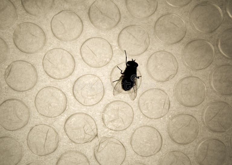 Bubble fly stock image. Image of bubble, plastic, insect - 6284499