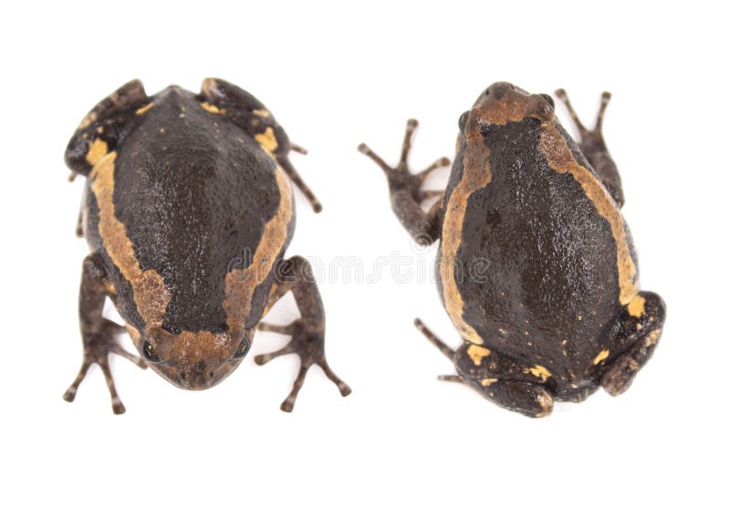 Bubble frog stock photo. Image of amphibian, tropical - 68525406