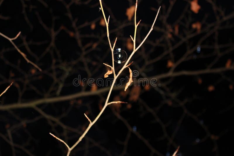 Bubble in a tree stock photo. Image of tree, leaves, lone - 84176728
