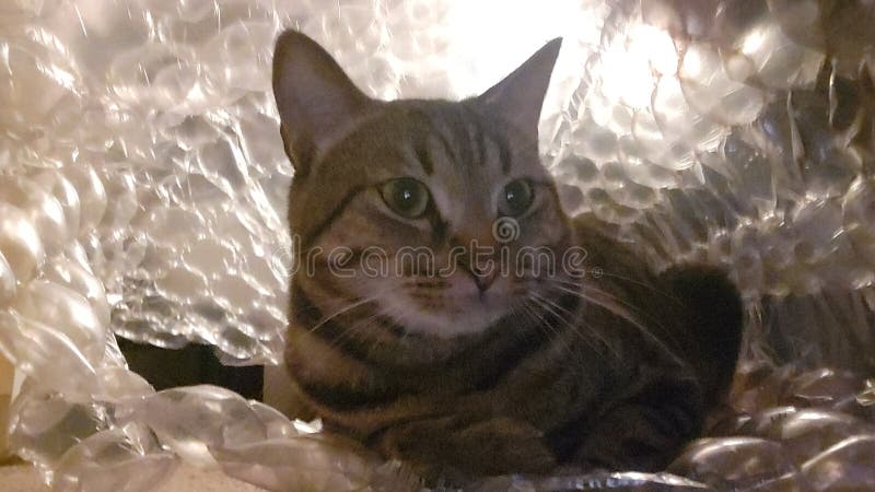 Bubble wrap cat stock image. Image of wrap, loki, puurfect - 252470621