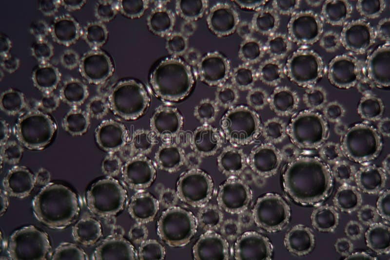 Bubbles of Beer Foam Under a Microscope Stock Photo - Image of liquid ...