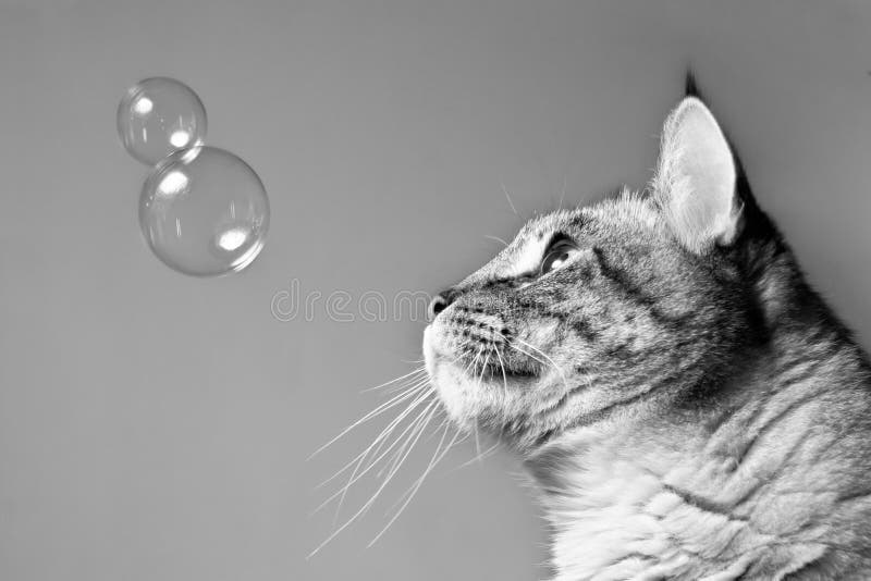 The bubbles and the cat stock image. Image of playful - 14383801