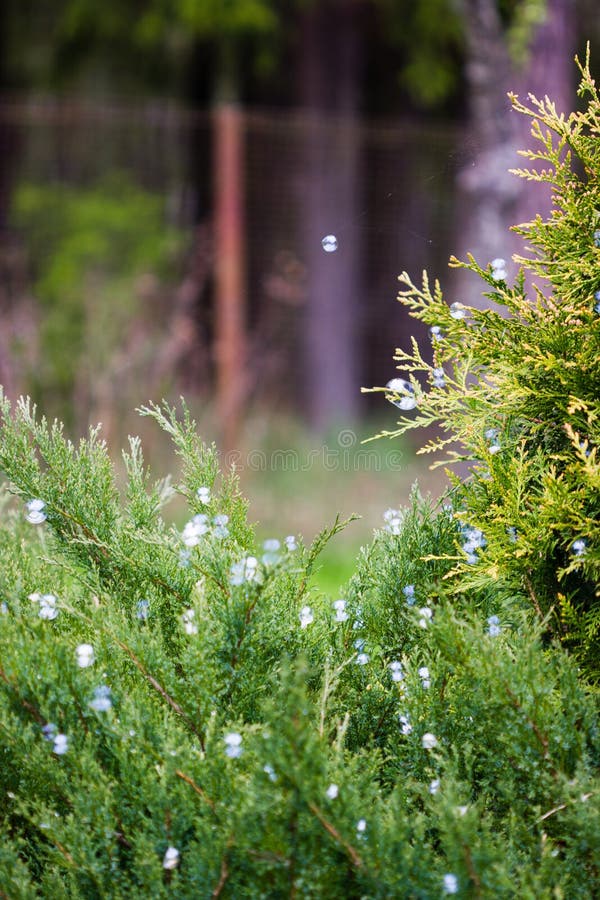 Bubbles Caught on the Branches of Green Bush Stock Photo - Image of ...