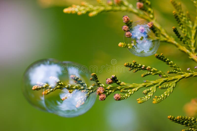 Bubbles Caught on the Branches of Green Bush Stock Photo - Image of ...