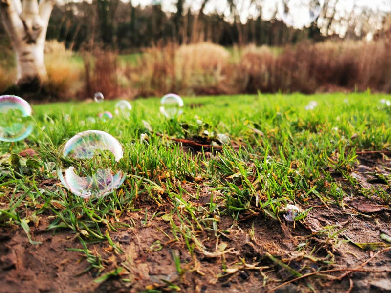 Bubbles in the grass stock photo. Image of wetland, tree - 186100218