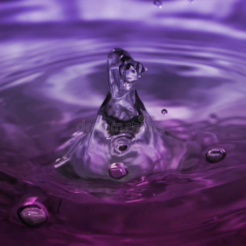 Violet Water Bird Flying Up and Away Stock Image - Image of violet ...