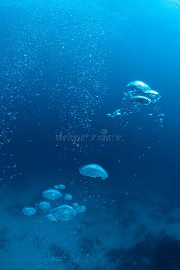Bubbles rising stock image. Image of rising, diver, water - 20323287