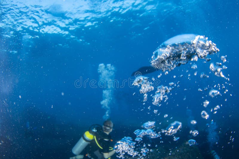 Bubbles of Scuba Diver Underwater Stock Image - Image of fish, blue ...