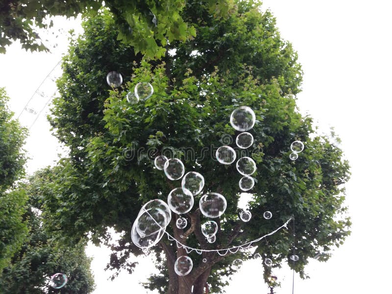 Bubbles and a tree! stock image. Image of nature, tree - 122834485
