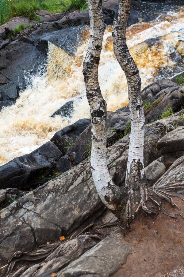 A Bubbling Fast Cold River with Cliffs and Waterfalls, a Mountain River ...