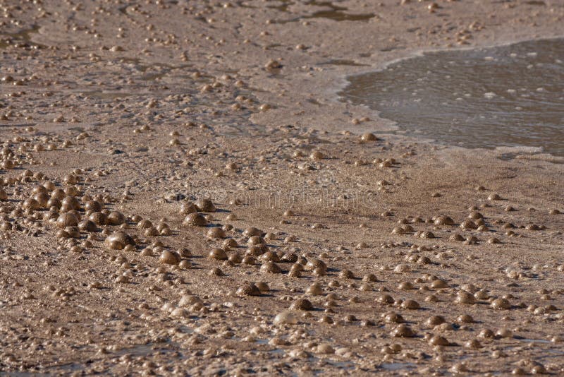 Bubbling mud pool stock photo. Image of active, light - 11884344