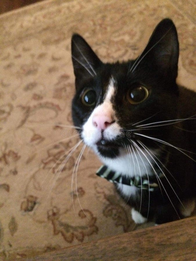 Bubbly cat stock image. Image of whiskers, wildcat, animal - 199514311