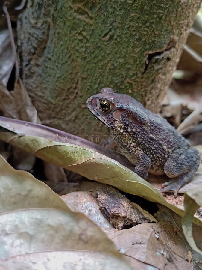 Bubbly bubbly frog stock photo. Image of frog, lizard - 223671300