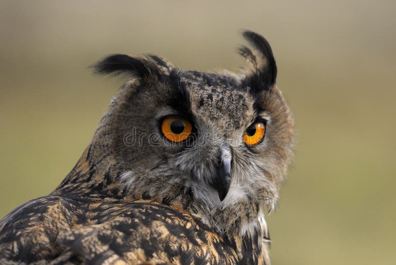 Bubo bubo stock photo. Image of horns, predator, prey - 68968998