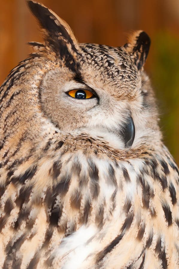 Bubo bubo sibiricus stock photo. Image of profile, stare - 19372098