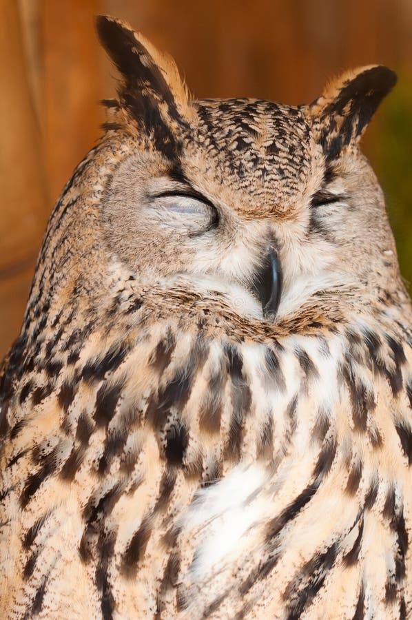 Bubo bubo sibiricus stock photo. Image of face, feathers - 19372140