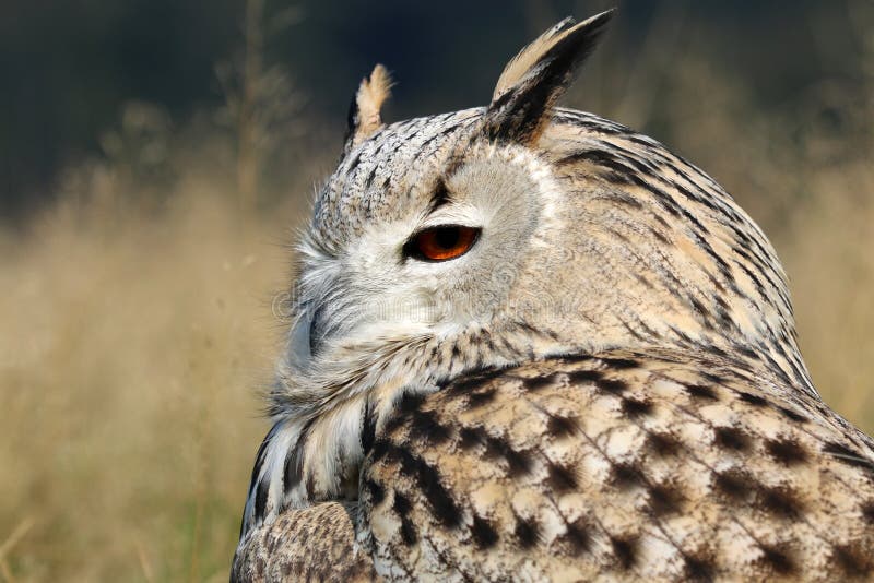 Bubo Bubo Sibiricus stock photo. Image of nature, close - 62640058