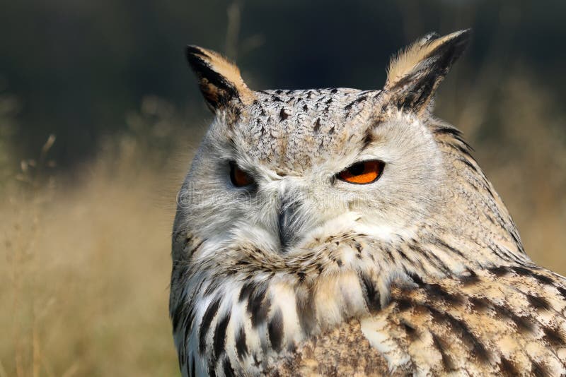 Bubo Bubo Sibiricus stock image. Image of closeup, color - 62640251