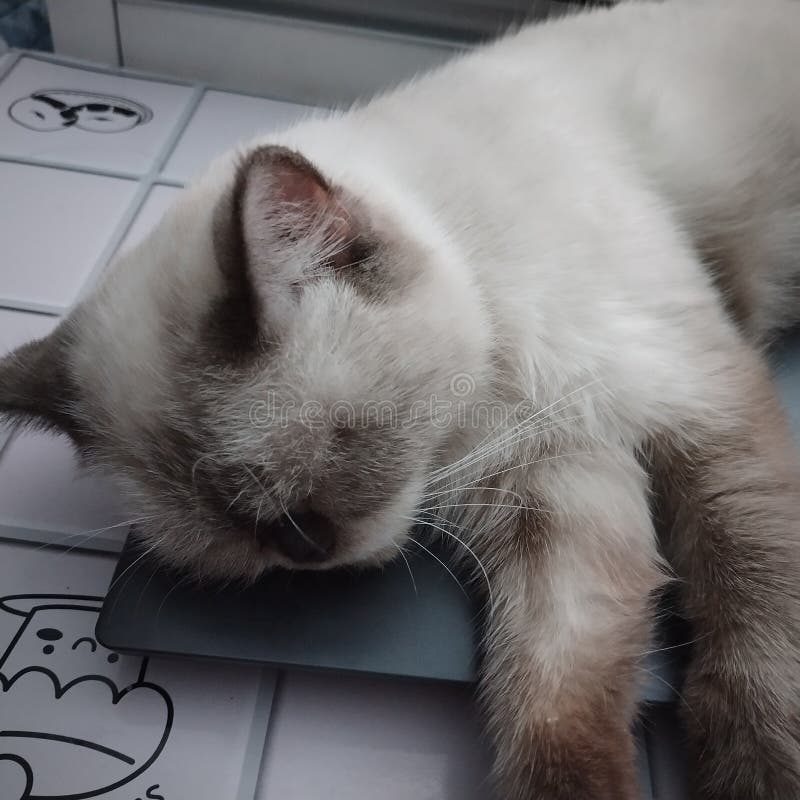 Bubu the lazy cat stock image. Image of bubu, kitten - 261826883