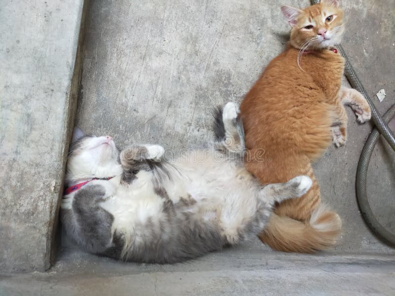 Bubu and Olen the Cat Brothers Stock Image - Image of cute, brothers ...