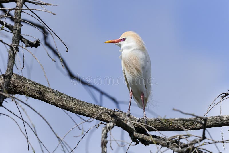 Bubulcus Ibis, Cattle Egret Stock Image - Image of egret, cattle: 24978879