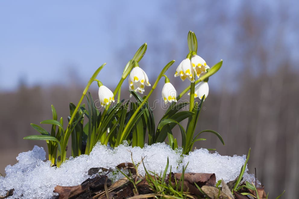 Bucaneve immagine stock. Immagine di croco, foglio, fiorito - 30427189