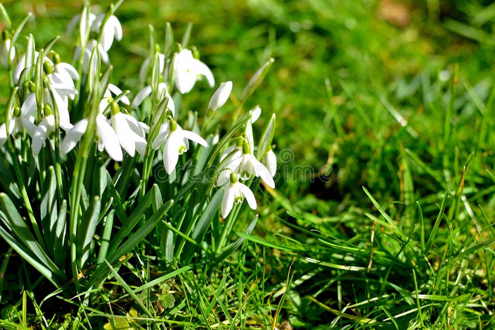 Bucaneve fotografia stock. Immagine di verde, piante - 37946436