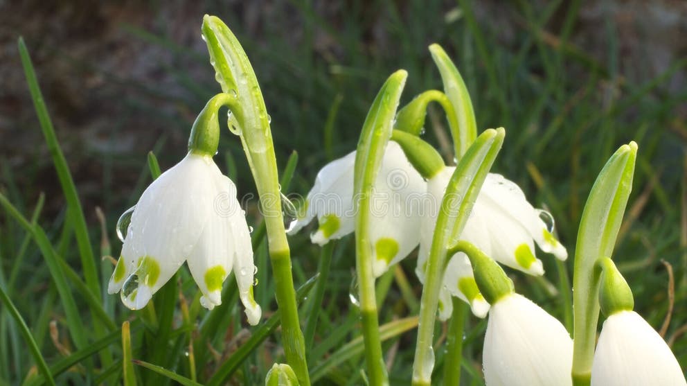 Bucaneve fotografia stock. Immagine di flora, sviluppo - 38204108