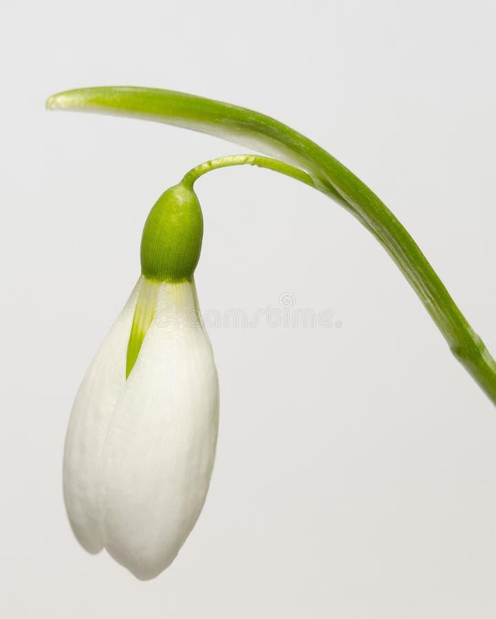 Bucaneve fotografia stock. Immagine di fiore, bianco - 38730640