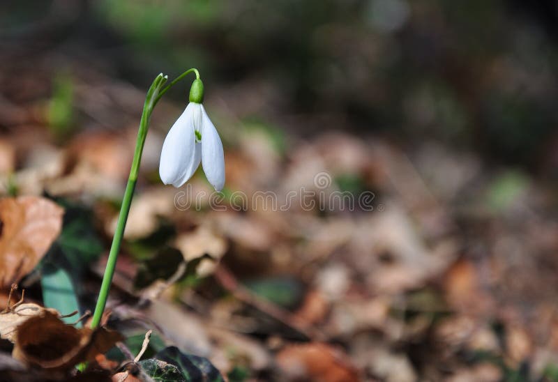 Bucaneve fotografia stock. Immagine di vita, gioia, luce - 42885174