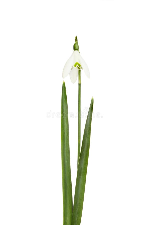 Bucaneve fotografia stock. Immagine di nevicata, verde - 51683278