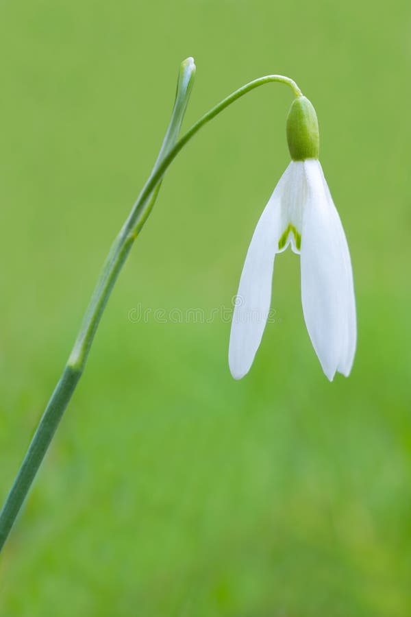 Bucaneve immagine stock. Immagine di bianco, singolo - 67859289