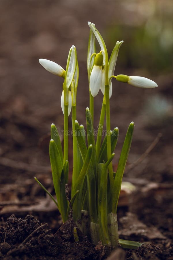 Bucaneve immagine stock. Immagine di fiore, terreno, nave - 87861767