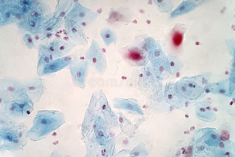 Buccal Mucosa Cell Under the Light Microscope View Stock Image - Image ...