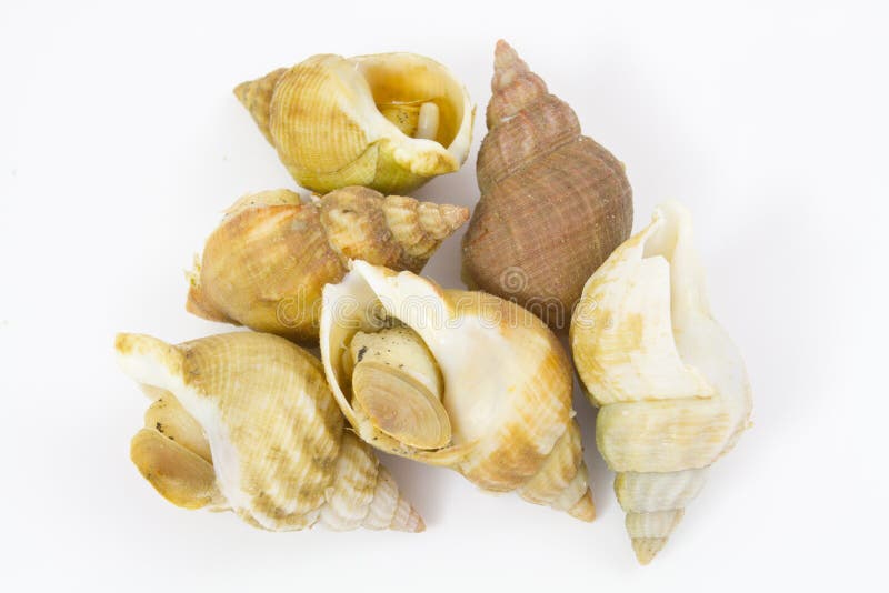 Buccin commun cuit frais image stock. Image du papule - 69510637