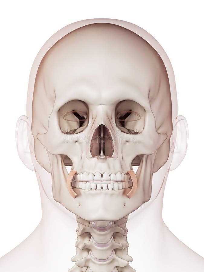 The buccinator stock illustration. Illustration of frontal - 57547926