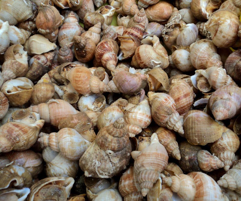 Buccine del mercato immagine stock. Immagine di esposizioni - 44255357