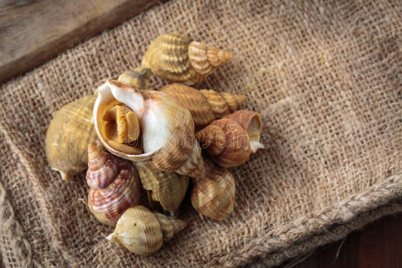 Buccine o lumache di mare fotografia stock. Immagine di creatura - 31414684