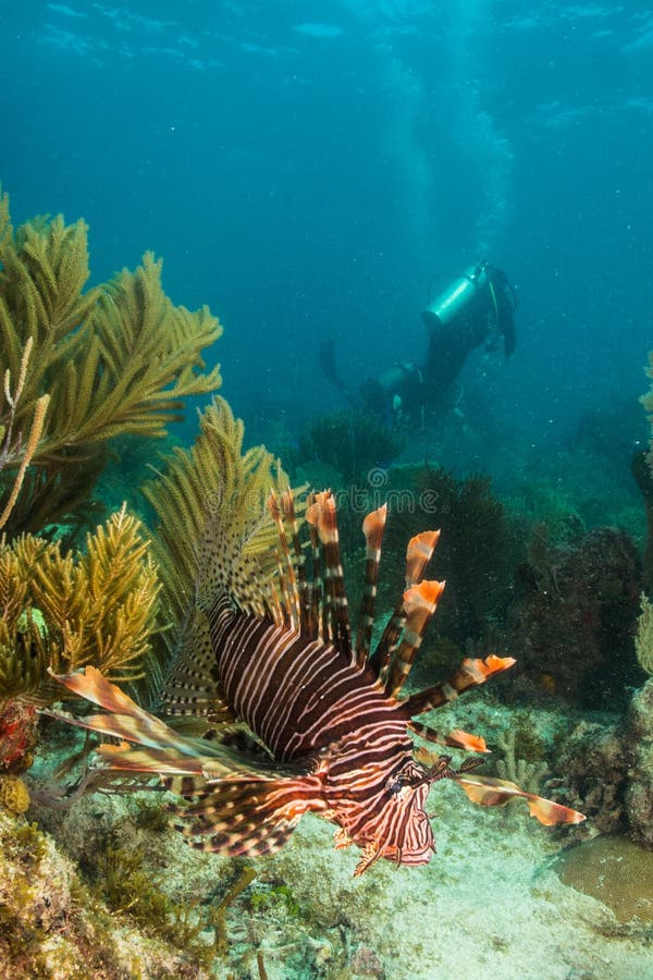 Buceadores Y Animales Marinos Imagen de archivo - Imagen de caribe ...