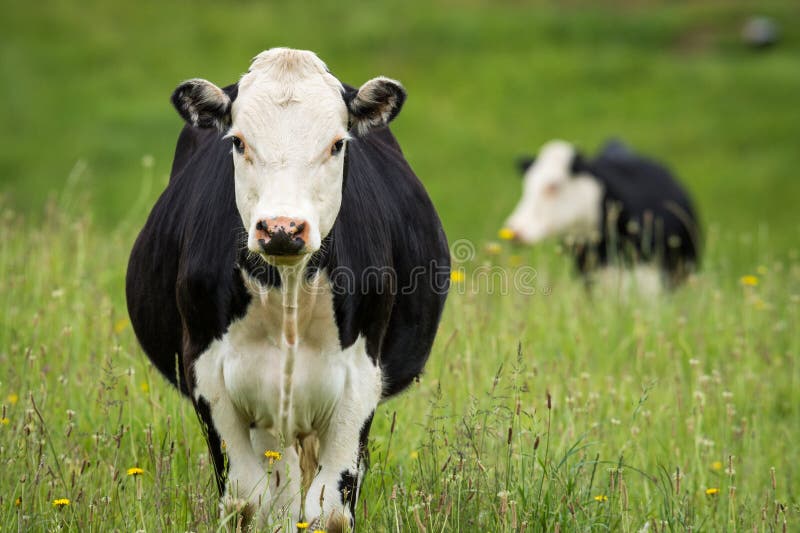 Bucear En El Paddock Verde De Pasto Foto de archivo - Imagen de herboso ...