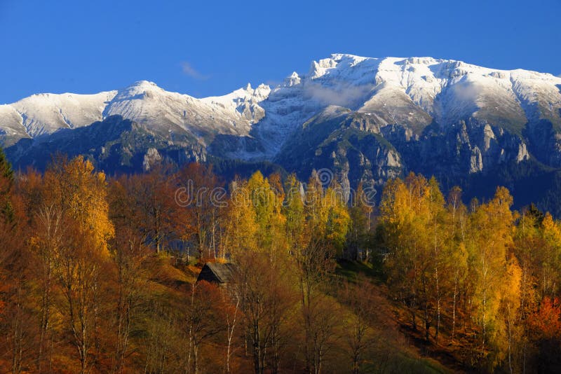 De Kleurrijke Roze Rododendron Bloeit in De Bergen, Bucegi, De Karpaten ...