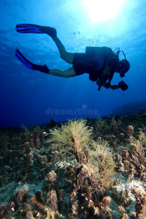 Buceo con escafandra foto de archivo. Imagen de explorar - 12176864
