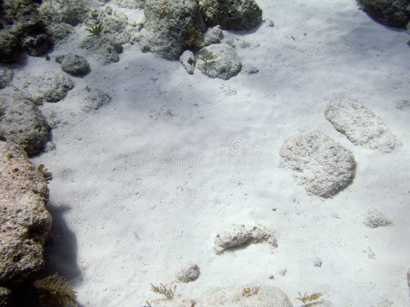 Buceo con escafandra imagen de archivo. Imagen de zambullida - 5270937