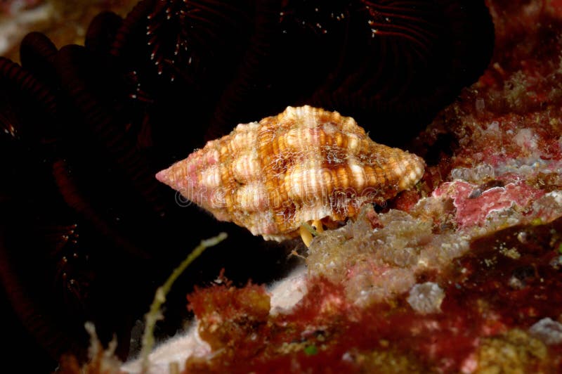 Buceo Con Escafandra De Aceh Indonesia De Los Crustáceos Imagen de ...