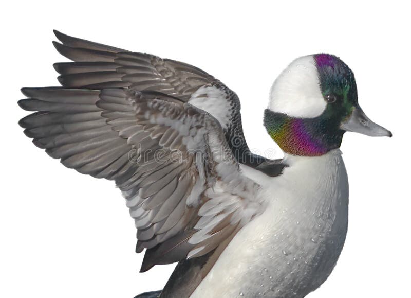 142 Bufflehead Drake Stock Photos - Free & Royalty-Free Stock Photos ...