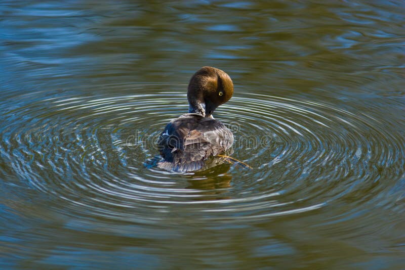 Bucephala clangula stock image. Image of male, duck, beauty - 7522215