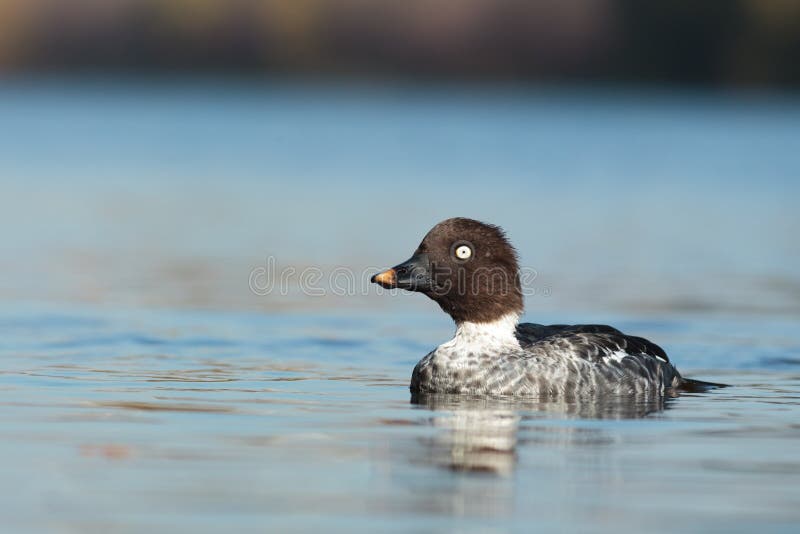 Bucephala Clangula, Common Goldeneye. Stock Image - Image of nature ...