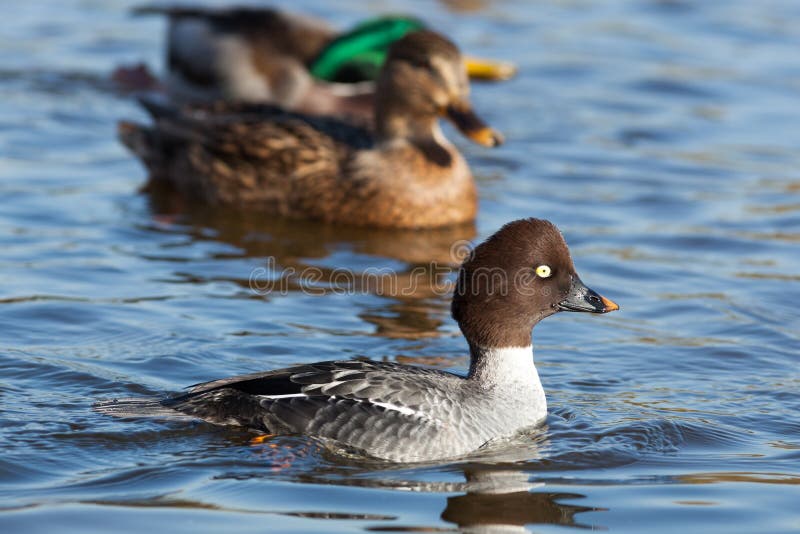 Bucephala Clangula, Common Goldeneye Flirts in Spring Stock Image ...